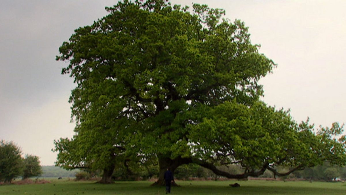 BBC One - British Isles: A Natural History, Islands Apart, Ancient oaks