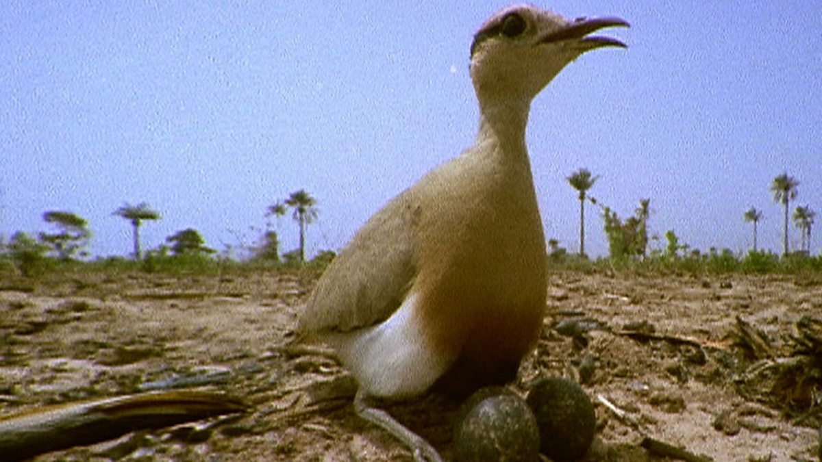 BBC Four - The Life of Birds, The Limits of Endurance, Fire lover