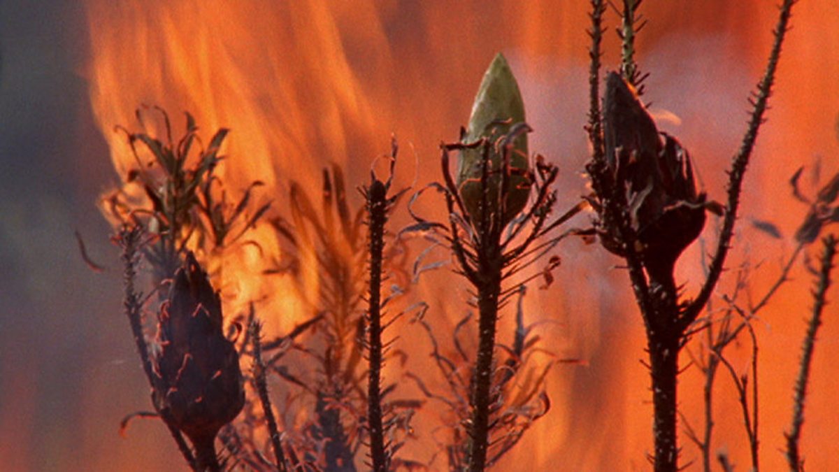 BBC Two - Wild Africa, Mountains, Fynbos on fire