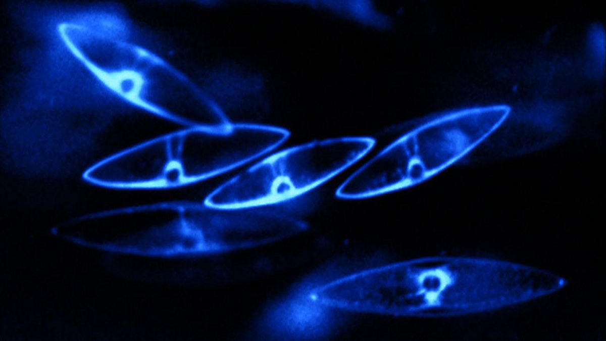 BBC One - Talking With Animals, Water Worlds, Living light