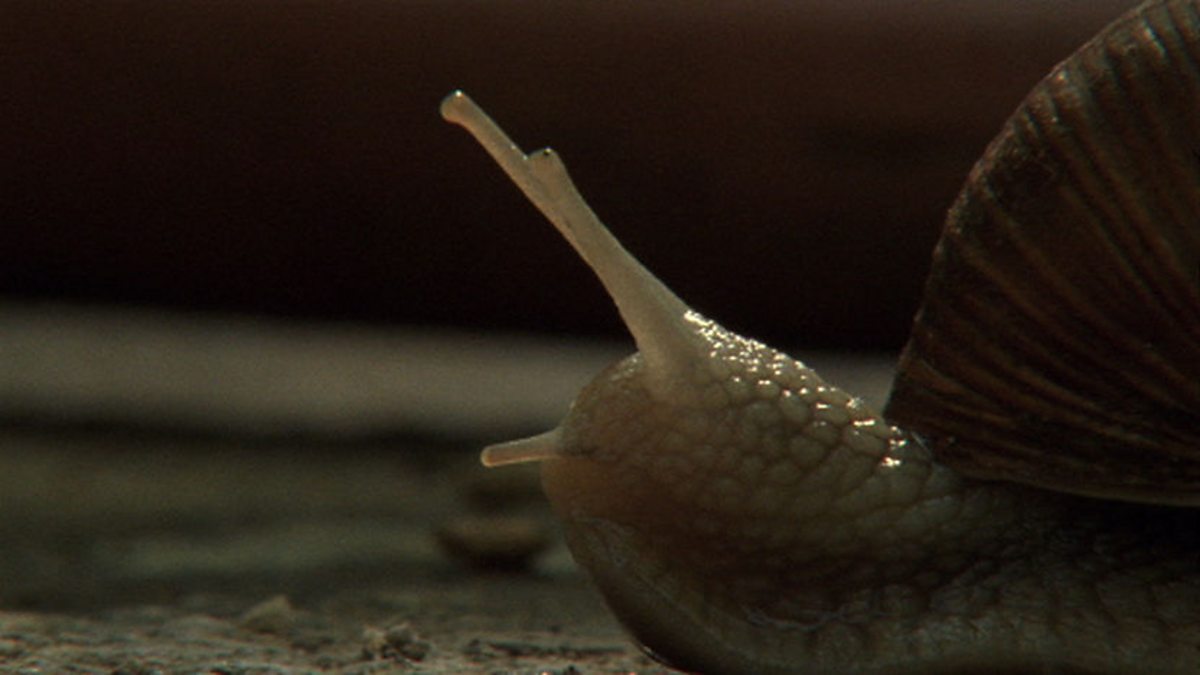 BBC One - British Isles: A Natural History, Taming the Wild ...