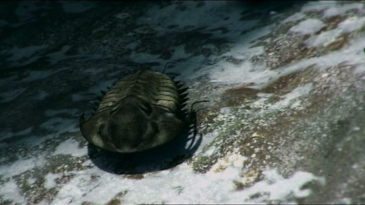 BBC Two - David Attenborough's First Life, Conquest, Eyes