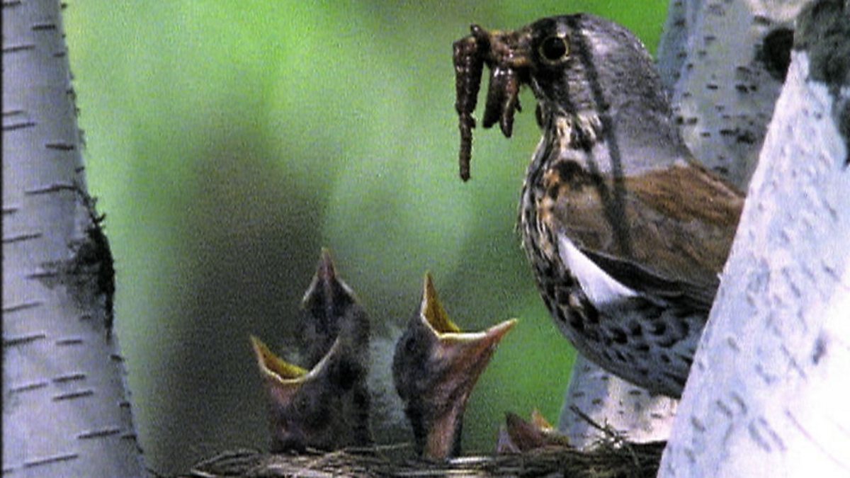 BBC Four - The Life of Birds, Signals and Songs, Aerial attack