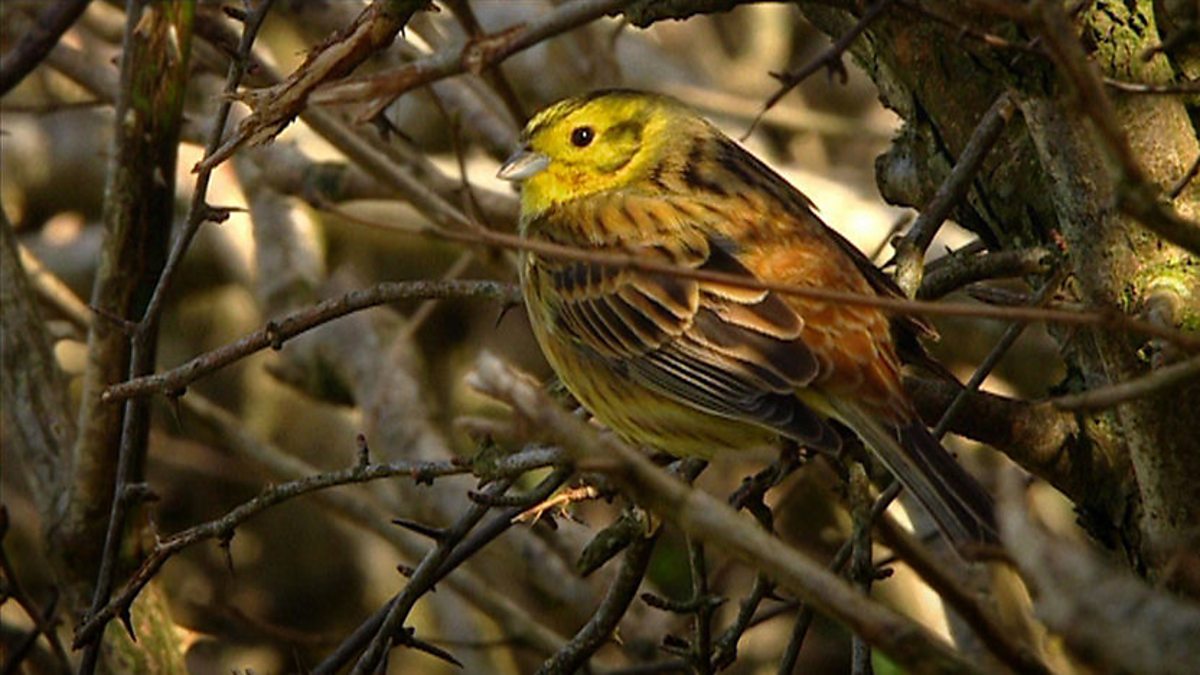 BBC Four - Birds Britannia, Countryside Birds, State of the nation