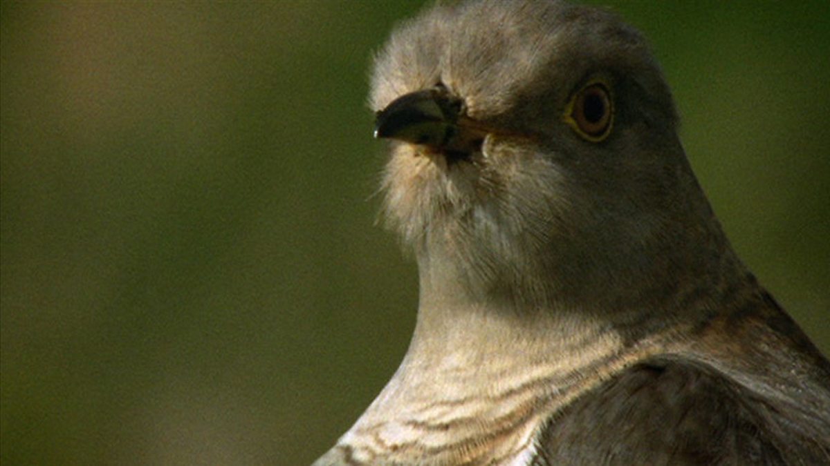 BBC Four - Birds Britannia, Countryside Birds, The first cuckoo of spring