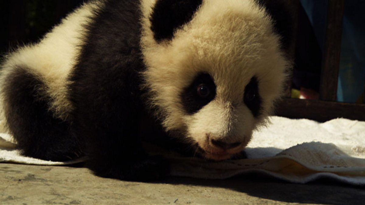 BBC Two - Natural World, 2010-2011, Panda Makers, Giant panda milestone