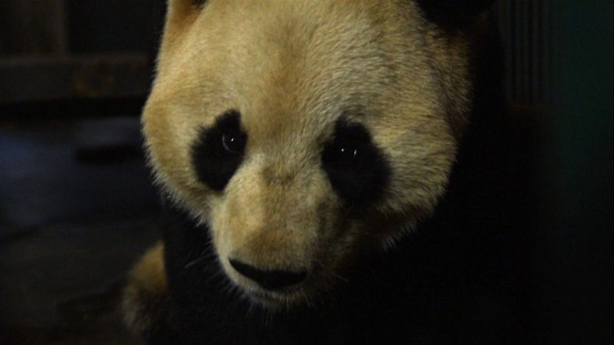 BBC Two - Natural World, 2010-2011, Panda Makers, Panda positions