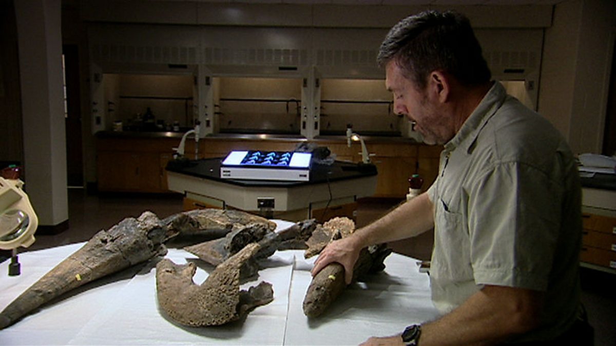 BBC One - The Truth About Killer Dinosaurs, Episode 1, T-rex the predator