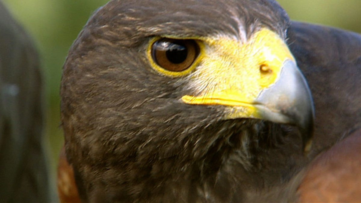 BBC One - The Truth About Killer Dinosaurs, Episode 2, Harris hawk hunting