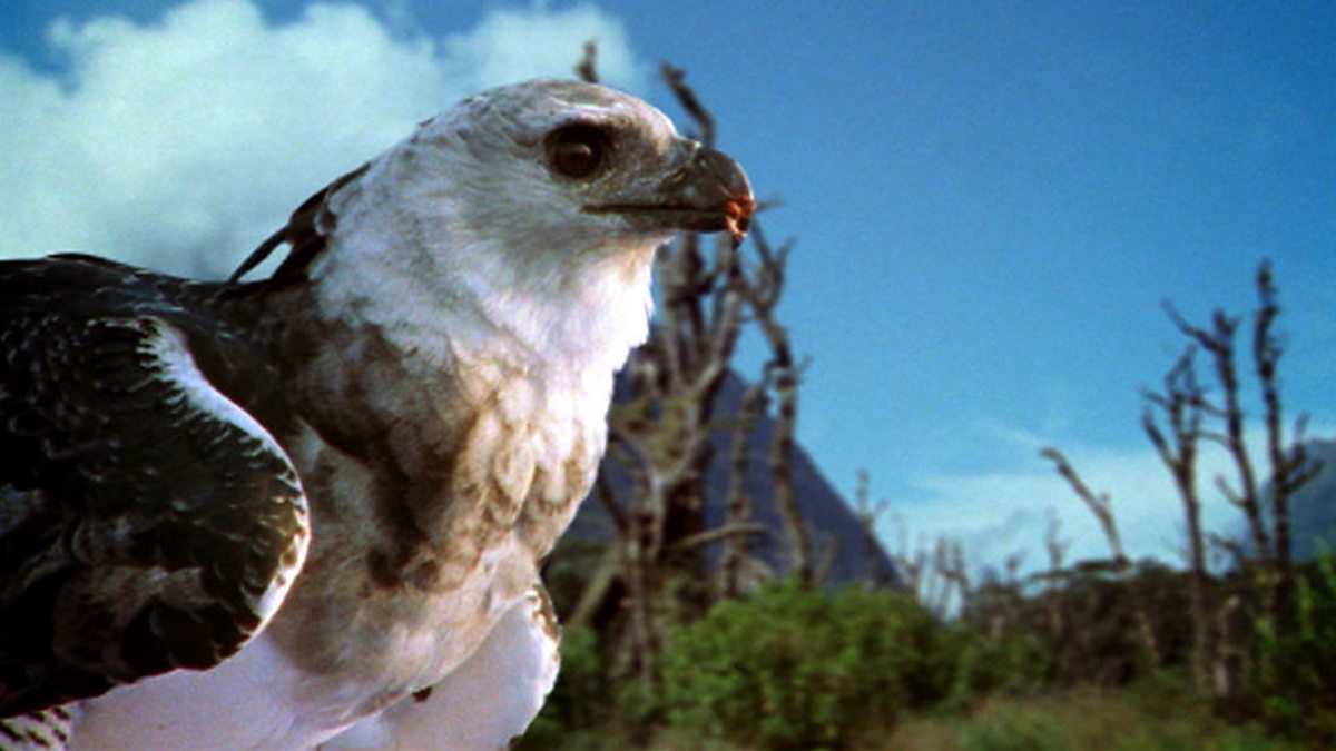 BBC Two - Monsters We Met, The End of Eden, Aerial man-killer