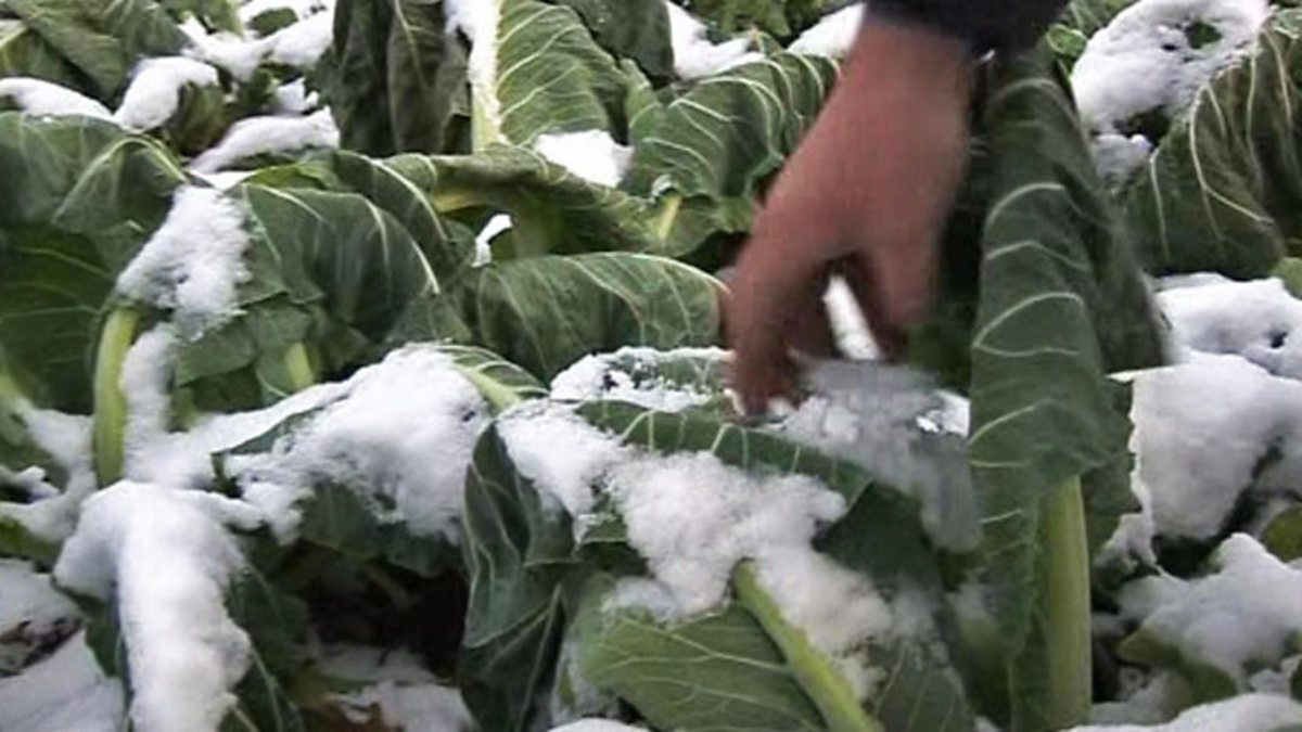BBC One - BBC Newsline, 08/12/2010, Cold weather hits winter vegetables