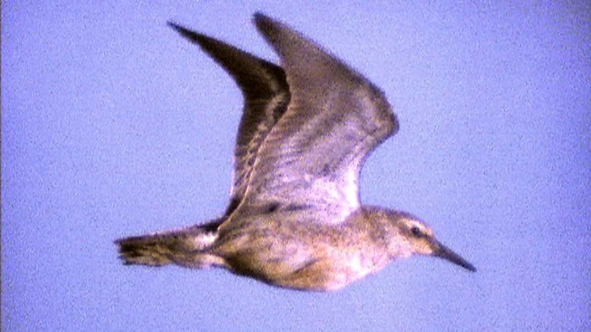 BBC Four - The Life of Birds, The Mastery of Flight, In-flight movie