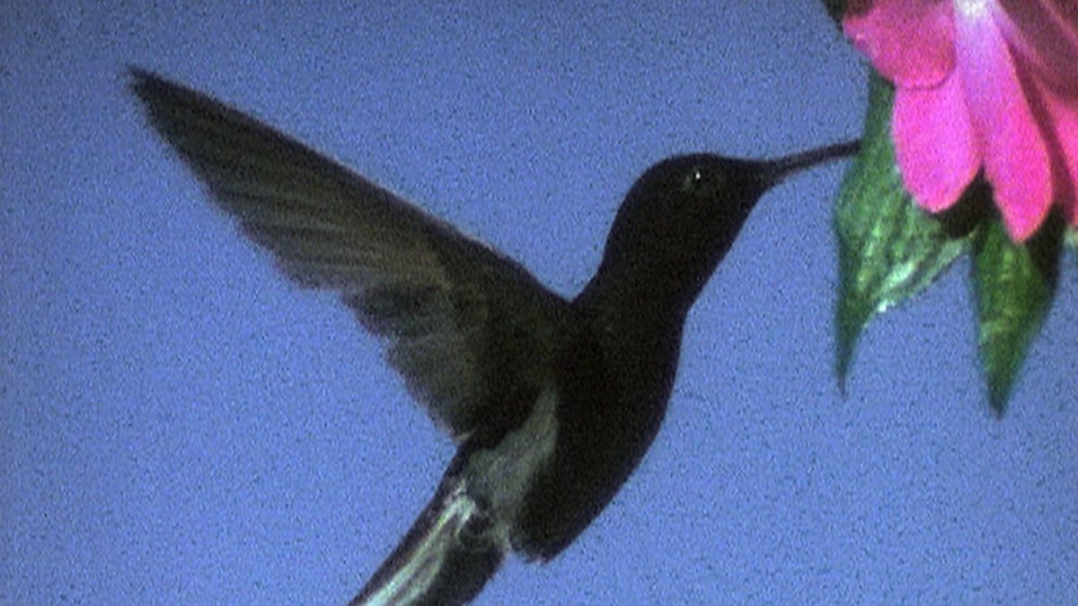 BBC Four - The Life of Birds, The Mastery of Flight, Whirling wings