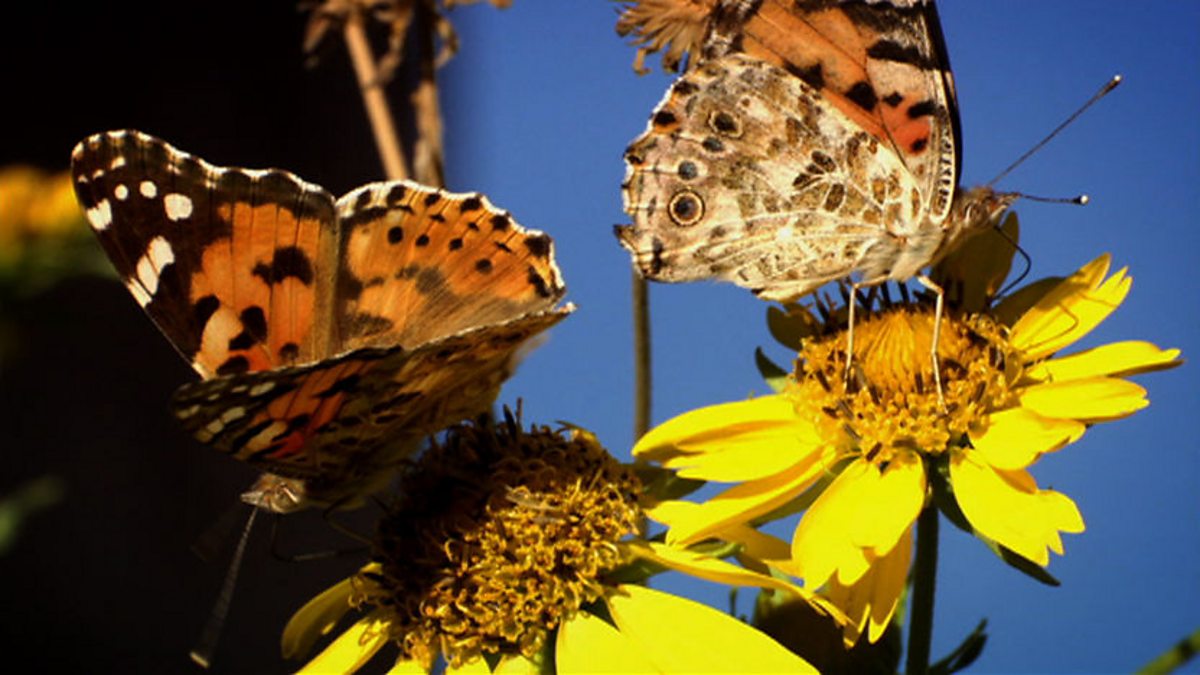 BBC Two - Natural World, 2010-2011, Butterflies: A Very British ...