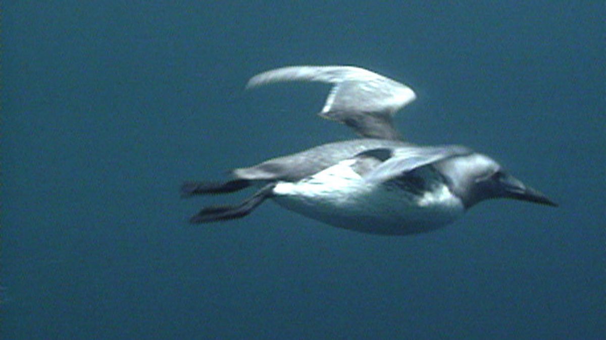 BBC Two - Natural World, 1989-1990, Splashdown, Underwater fliers