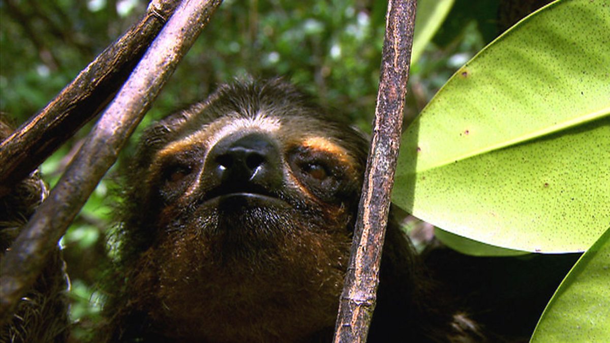 BBC Two - Decade of Discovery, Pygmy sloth discovery