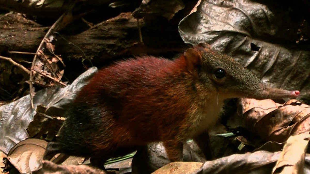 BBC Two - Decade of Discovery, Grey-faced sengi
