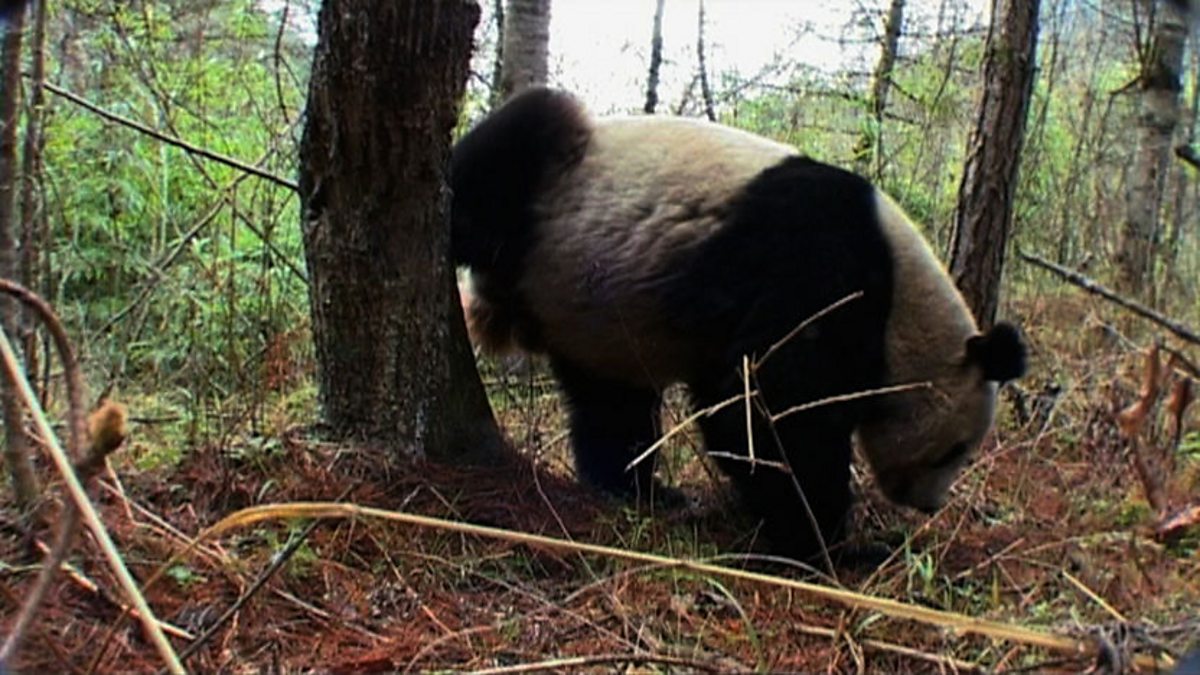 BBC Two - Natural World, 2010-2011, Panda Makers, Panda perfume