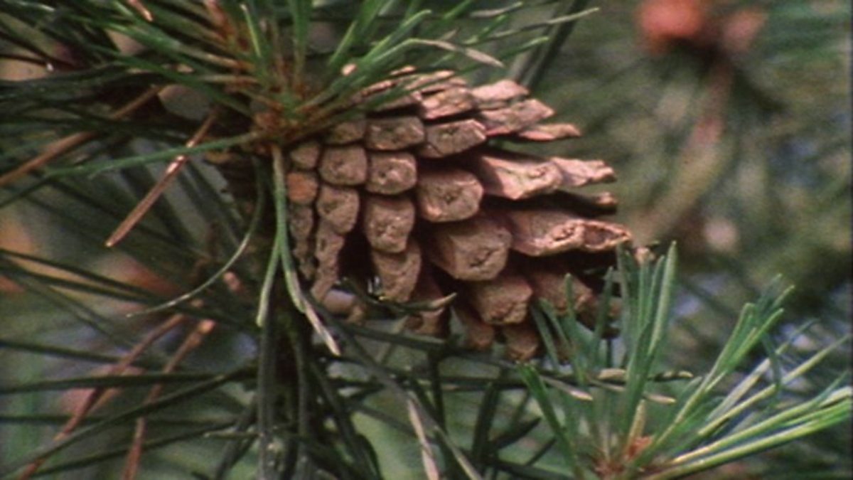 BBC Two - Life on Earth, The First Forests, Wind power