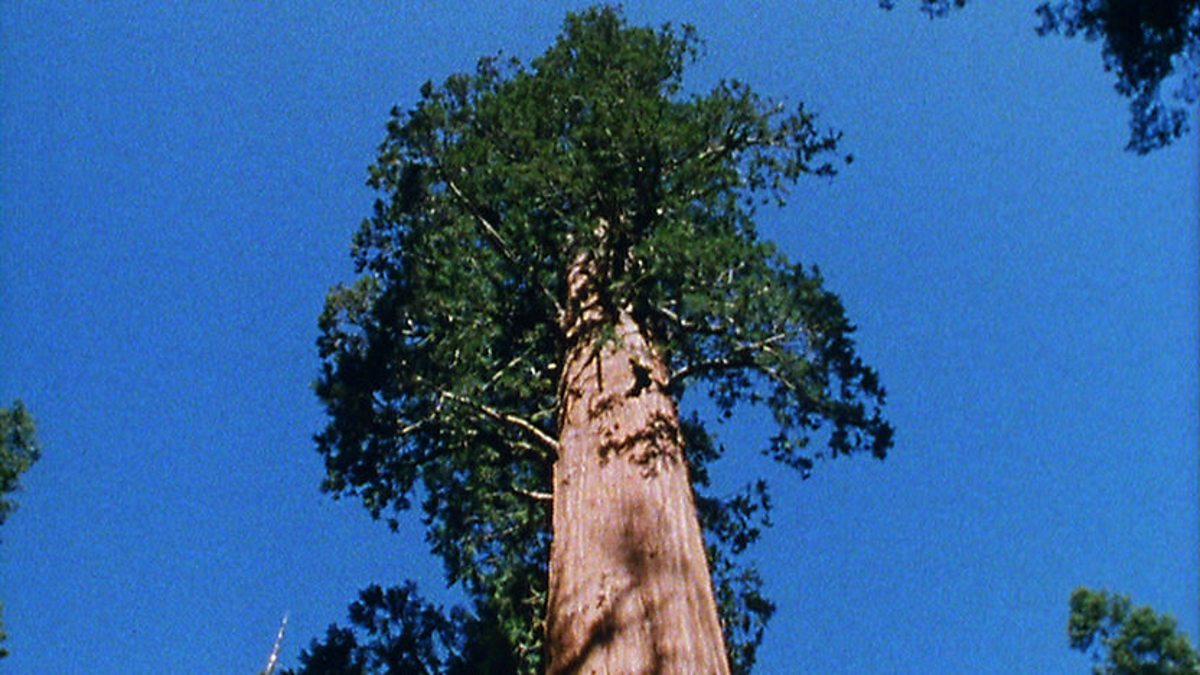 BBC Two - The Private Life of Plants, Growing, Tree trumps