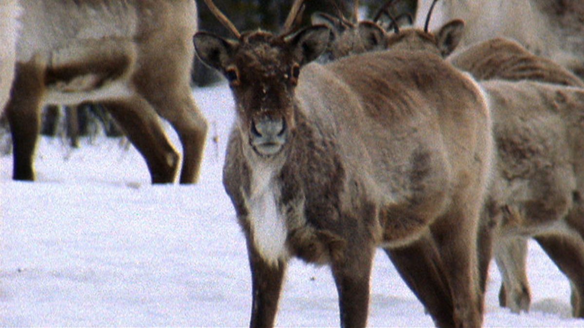 BBC One - Incredible Animal Journeys, On the Trail of the Caribou, Born ...