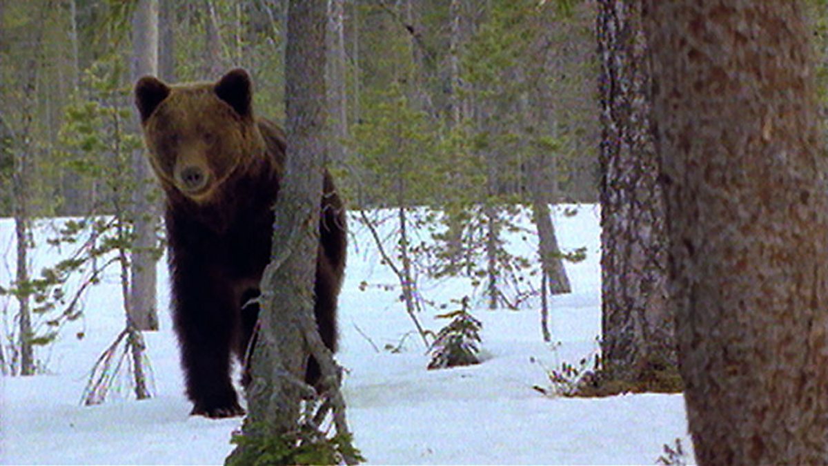 BBC One - Incredible Animal Journeys, On the Trail of the Caribou ...