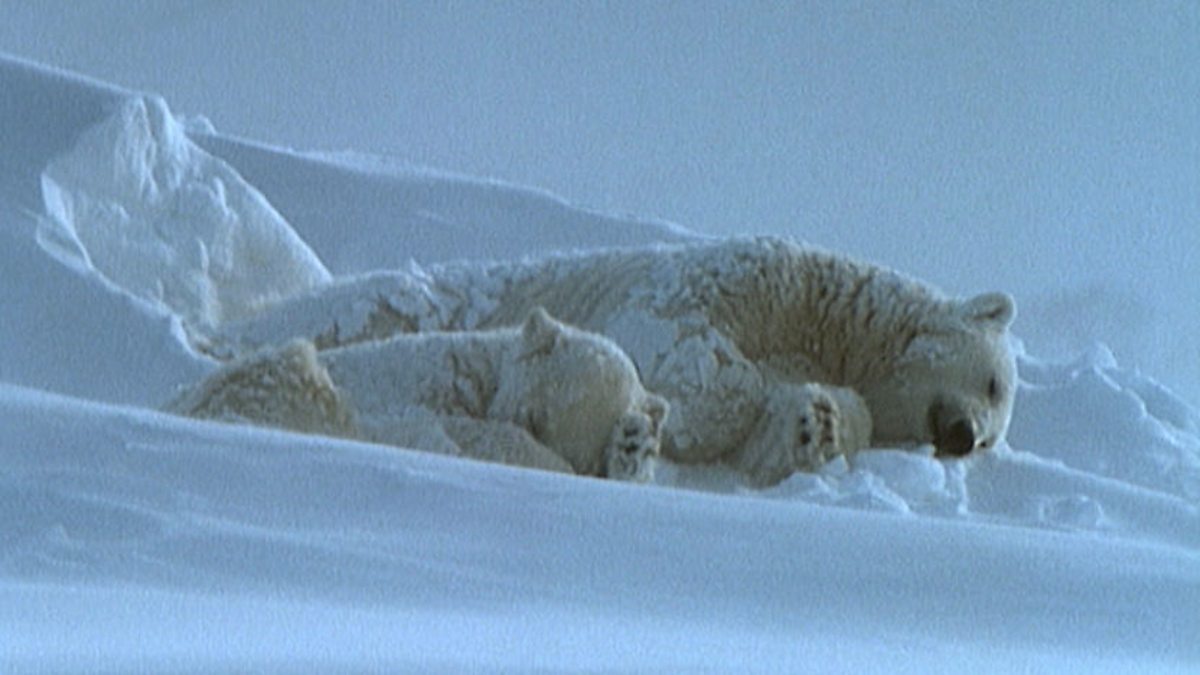 BBC One - Incredible Animal Journeys, In the Footsteps of the Ice Bear ...