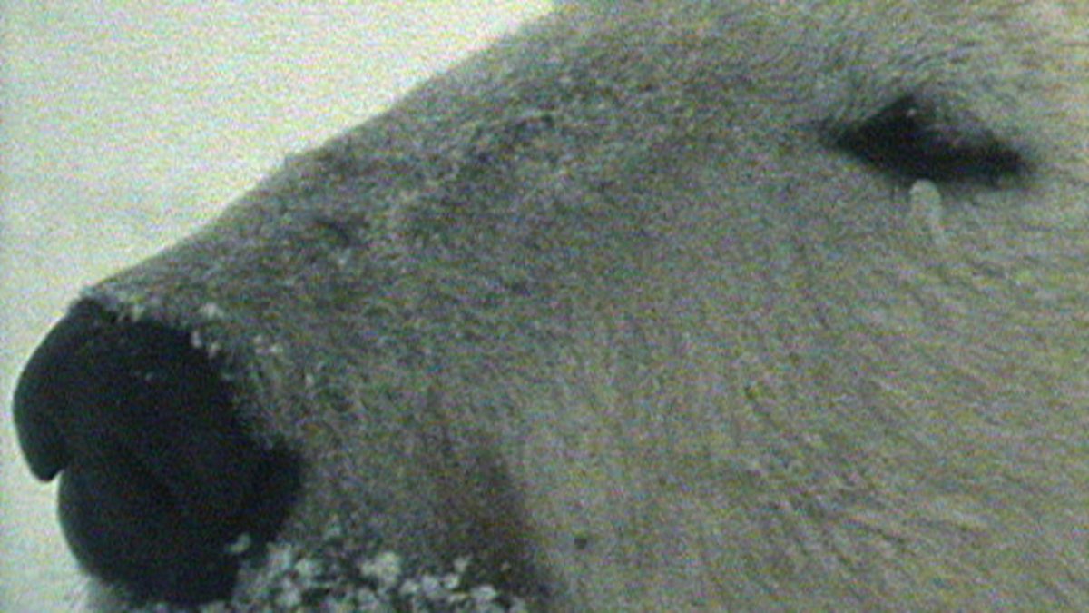 BBC One - Kingdom of the Ice Bear, The Frozen Ocean, Polar bear life
