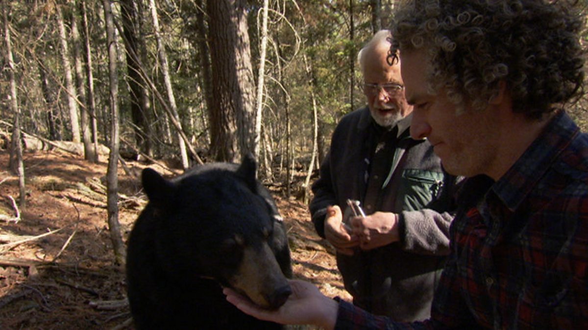 BBC Two - The Bear Family and Me, Spring, New neck accessory