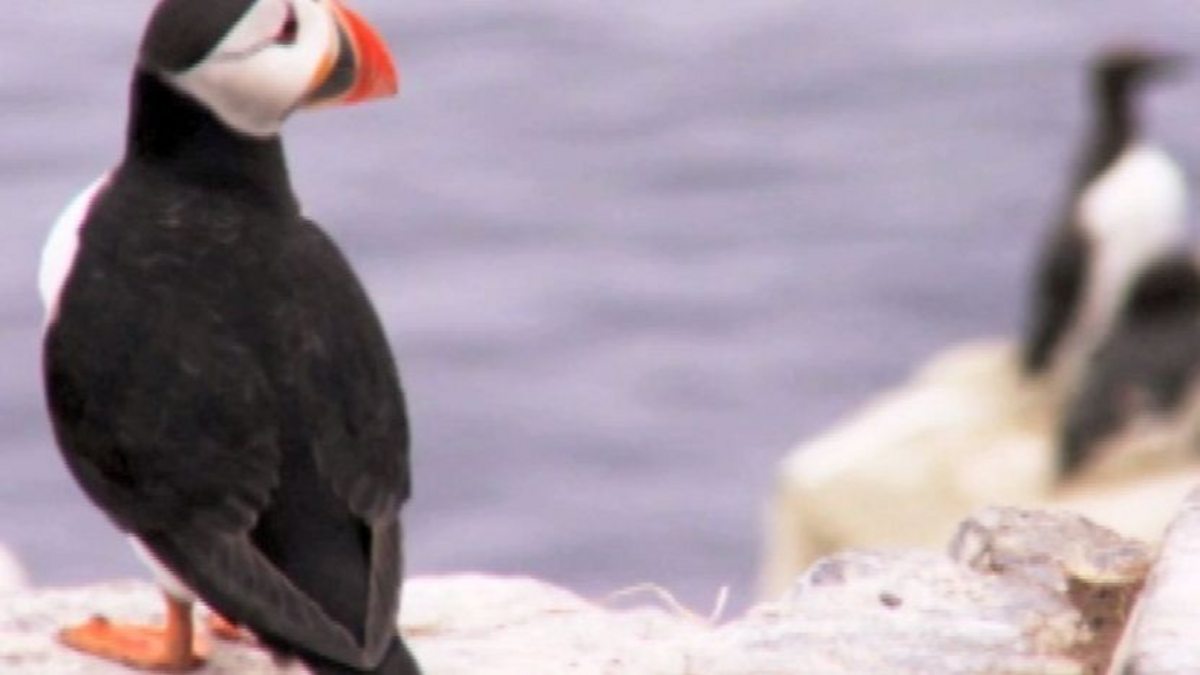 BBC One - Countryfile, 26/12/2010, Ellie on puffin watch