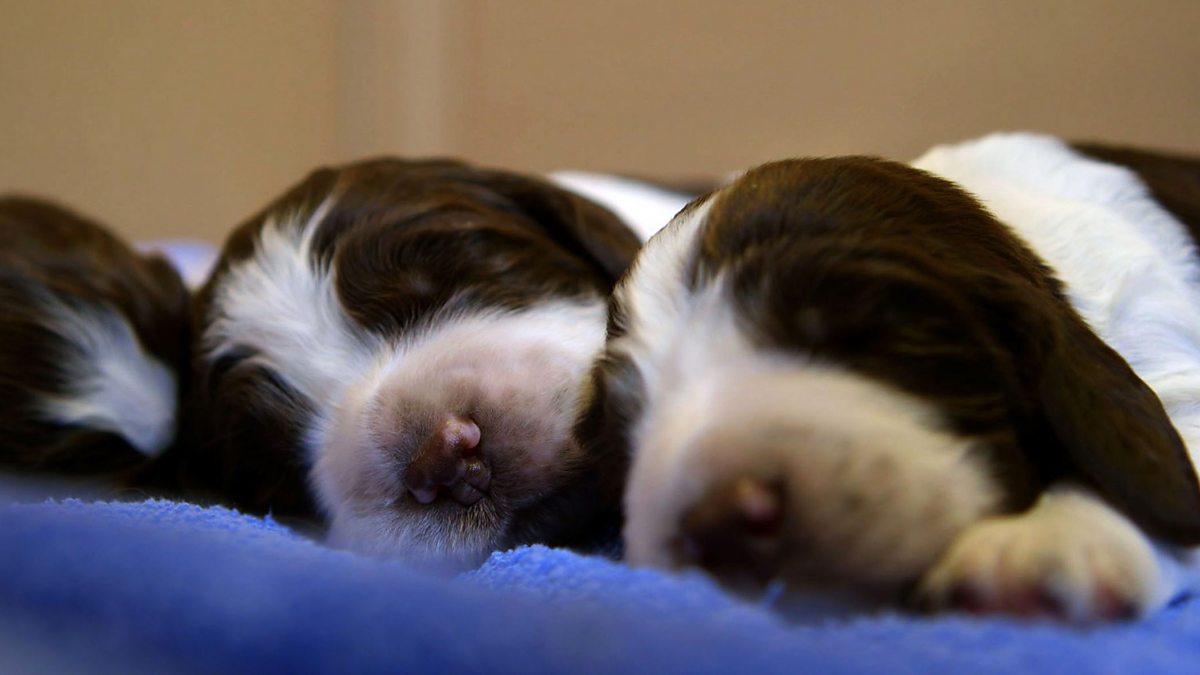 CBeebies - Meet the Pups - Episode guide