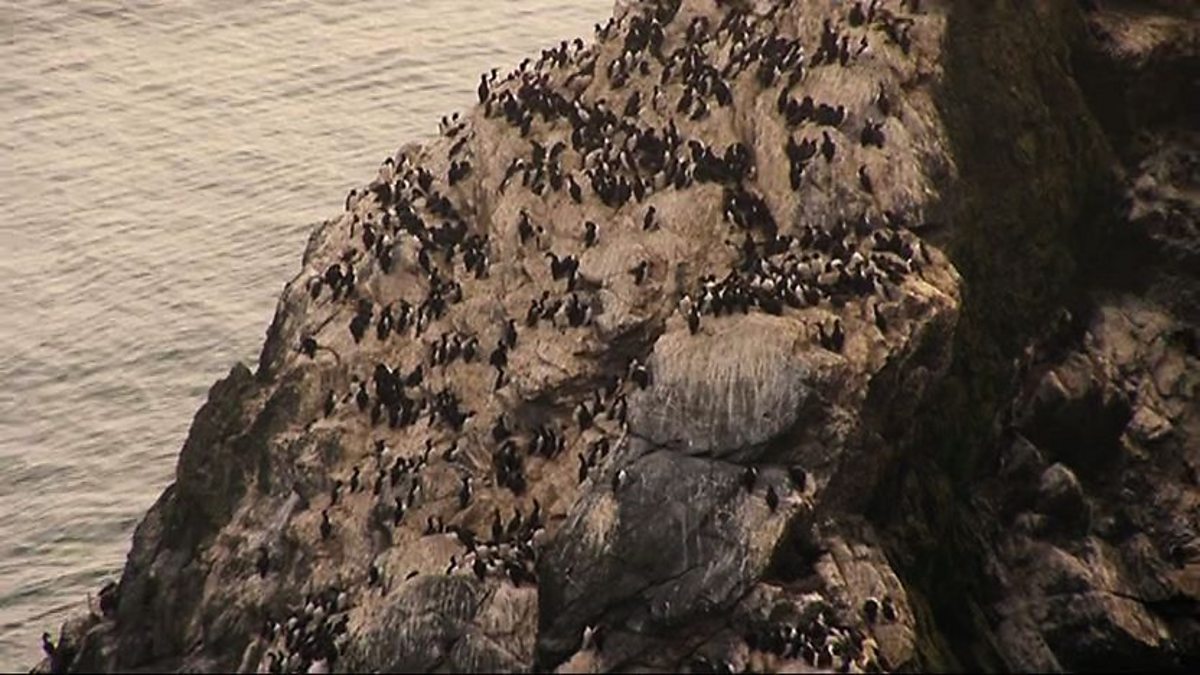 BBC Two - Simon King's Shetland Adventure, Episode 3, Jumplings' Leap ...