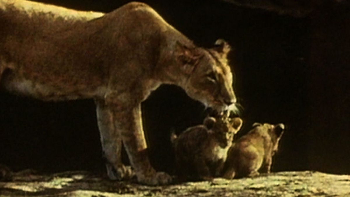 BBC Two - Natural World, 2010-2011, Elsa: The Lioness that Changed the ...