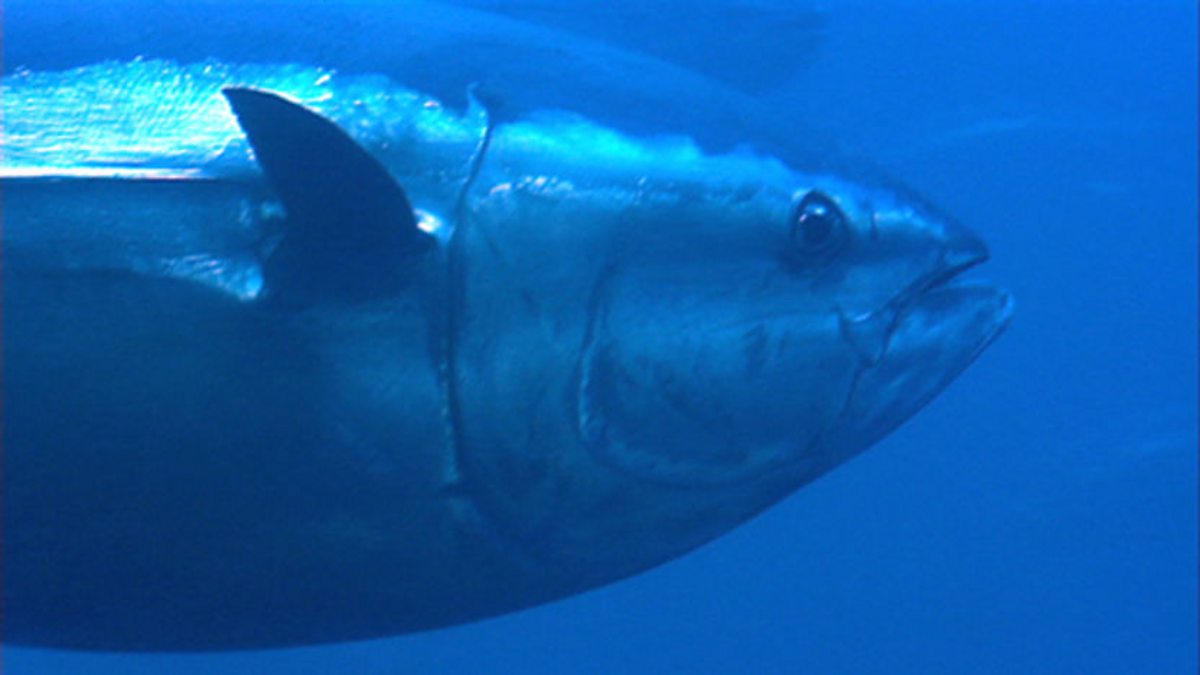 BBC One - The Blue Planet, Open Ocean, Warm blooded