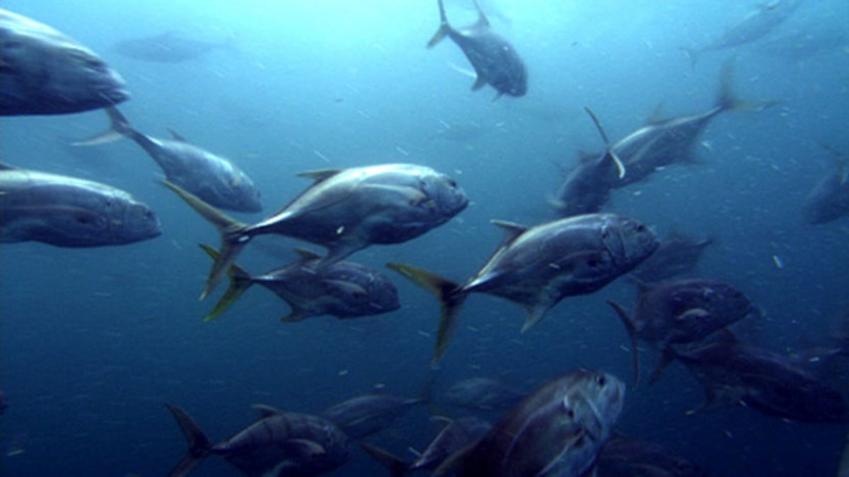 BBC One - The Blue Planet, Open Ocean, Bait ball attack