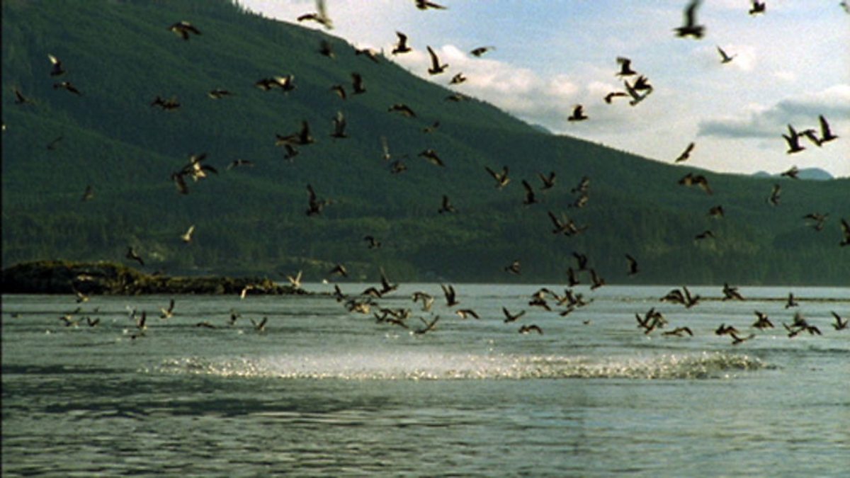 BBC One - The Blue Planet, Seasonal Seas, Herring bonanza