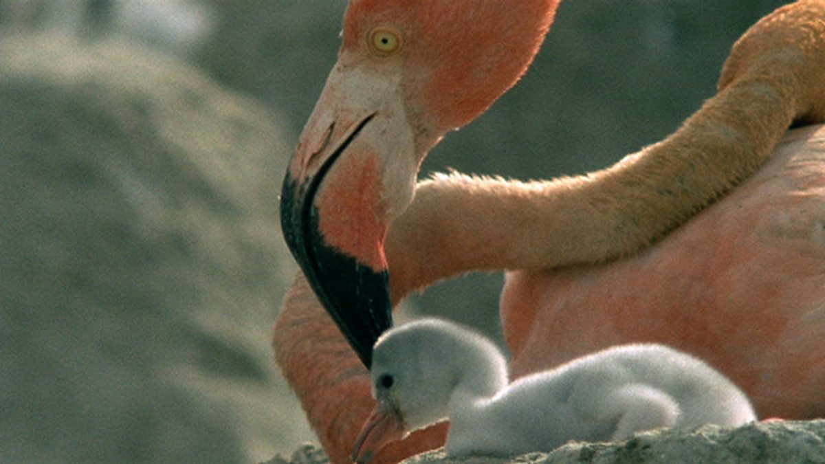 BBC One - The Blue Planet, Tidal Seas, Salt seekers