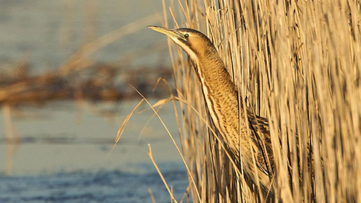 BBC One - Iolo's Secret Life of Birds, Episode 5, Urban bitterns