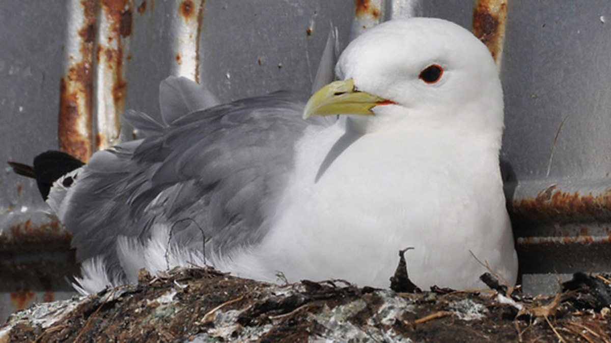 BBC One - Iolo's Secret Life of Birds, Episode 4, Artificial sea cliffs