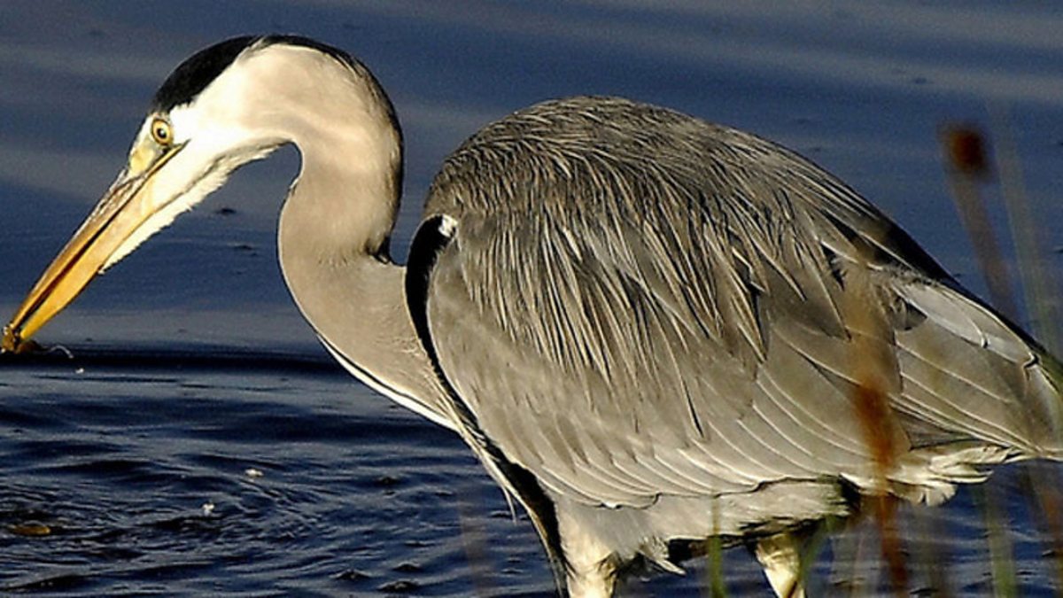 BBC One - Iolo's Secret Life of Birds, Episode 4, Pwllheli heron colony