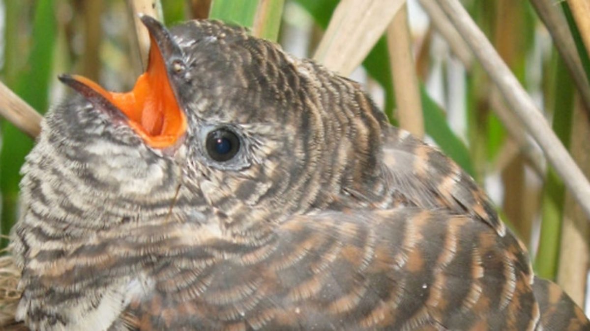 BBC One - Iolo's Secret Life of Birds, Episode 3, One flew over the ...