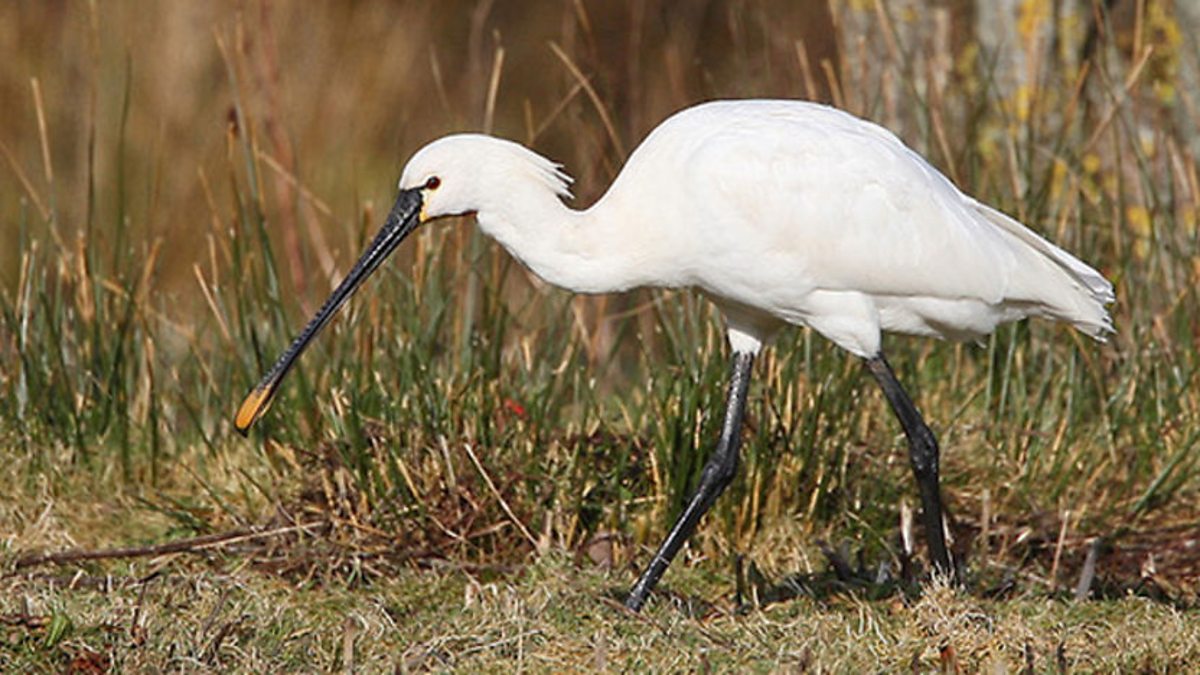 BBC One - Iolo's Secret Life of Birds, Episode 5, Spoon fed egret
