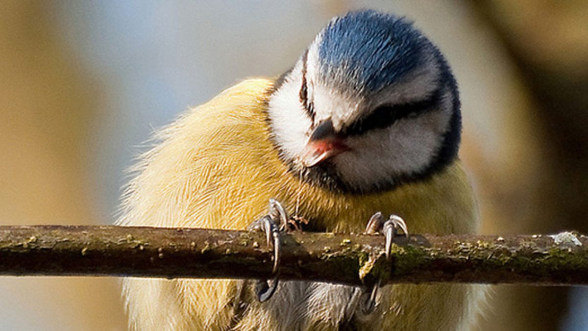 BBC One - Iolo's Secret Life of Birds, Episode 4, Tits on the wing
