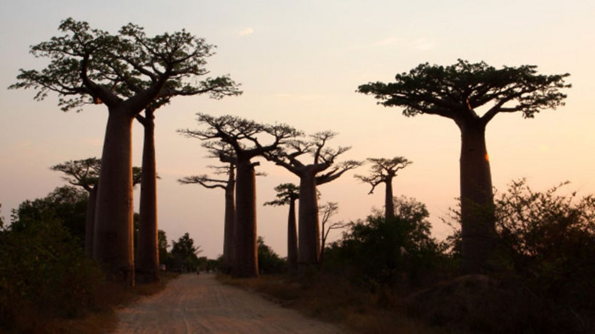 BBC Two - Madagascar, Madagascar