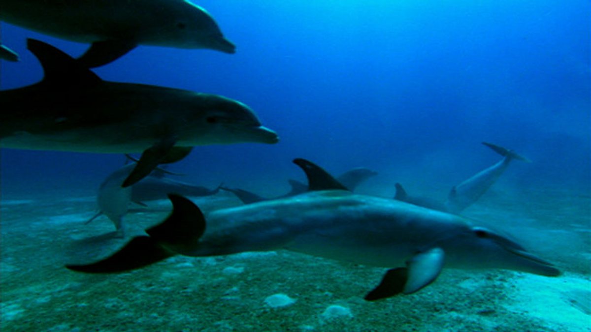 BBC One - The Blue Planet, Tidal Seas, Razorfish craving