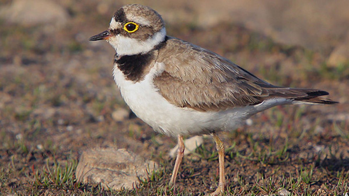 BBC One - Iolo's Secret Life of Birds, Episode 2, Road runner