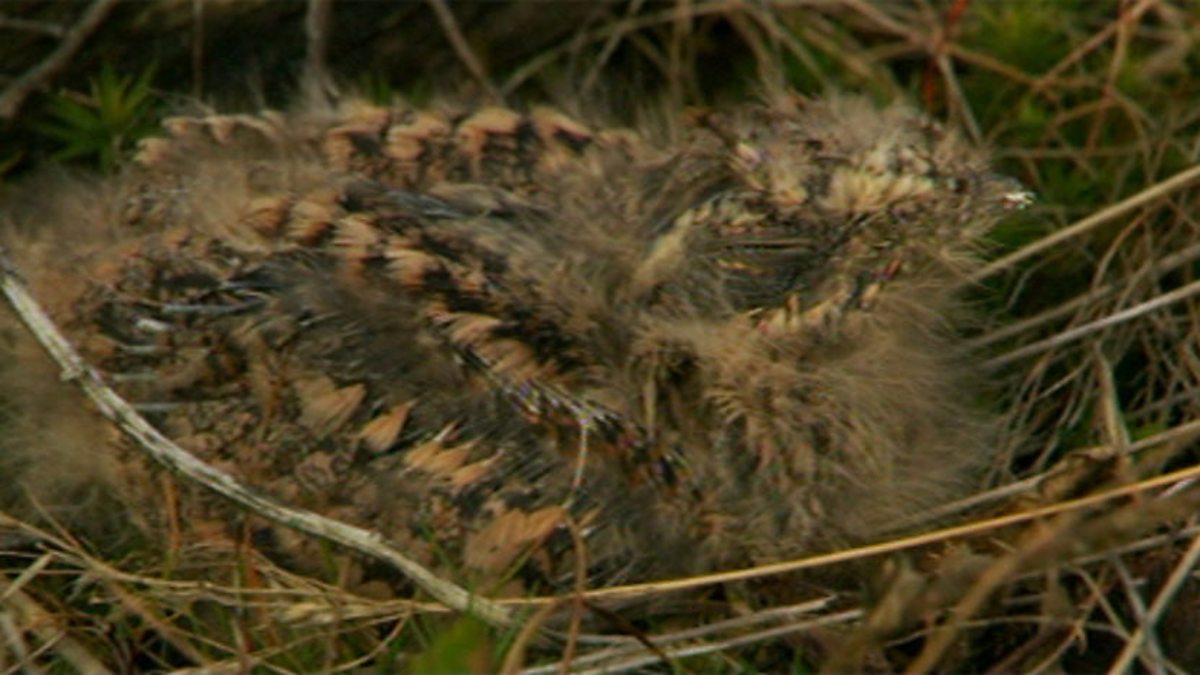 BBC One - Iolo's Secret Life of Birds, Episode 3, Perfect camouflage