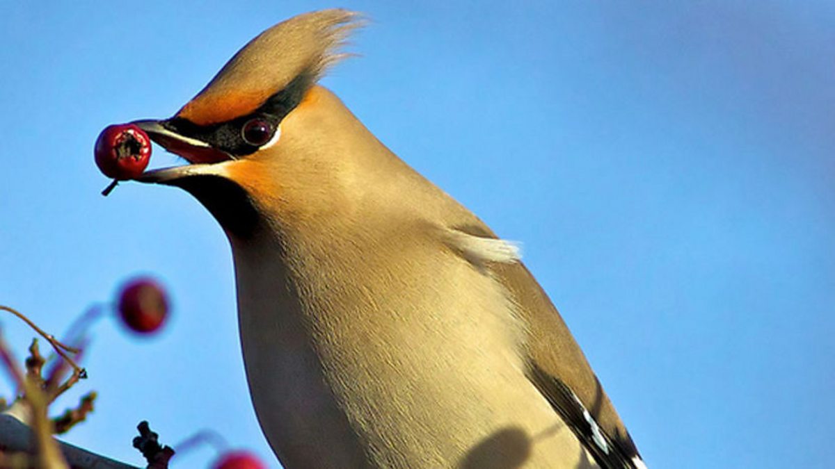 BBC One - Iolo's Secret Life of Birds, Episode 3, Winter migrants