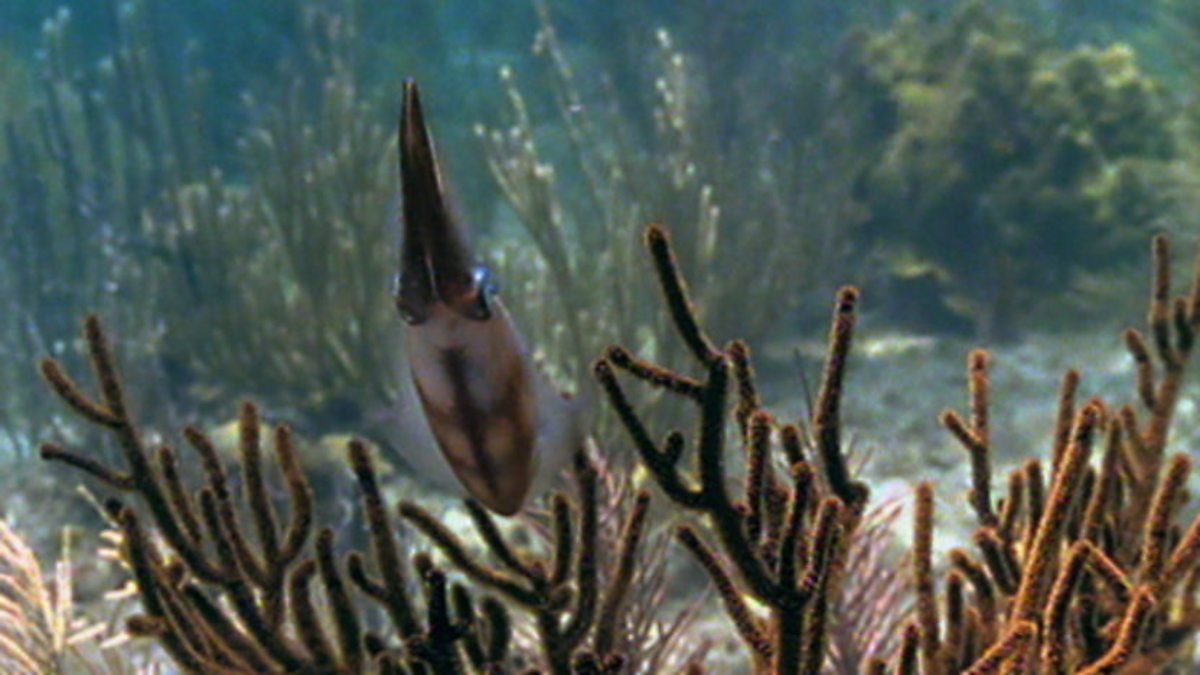 BBC One - Journey of Life, SEAS OF LIFE, Smart squid