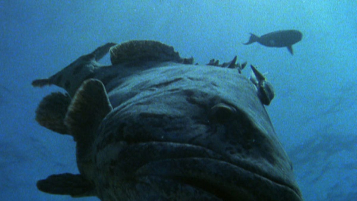BBC One - Journey of Life, SEAS OF LIFE, Fish floats